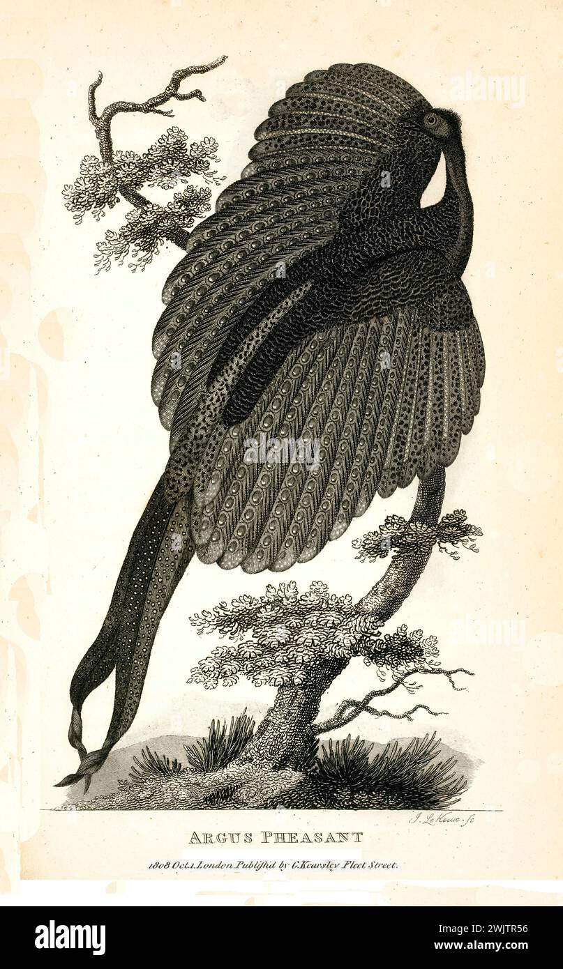 Engraved illustration of Argus Pheasant (Argusianus argus), known for ...