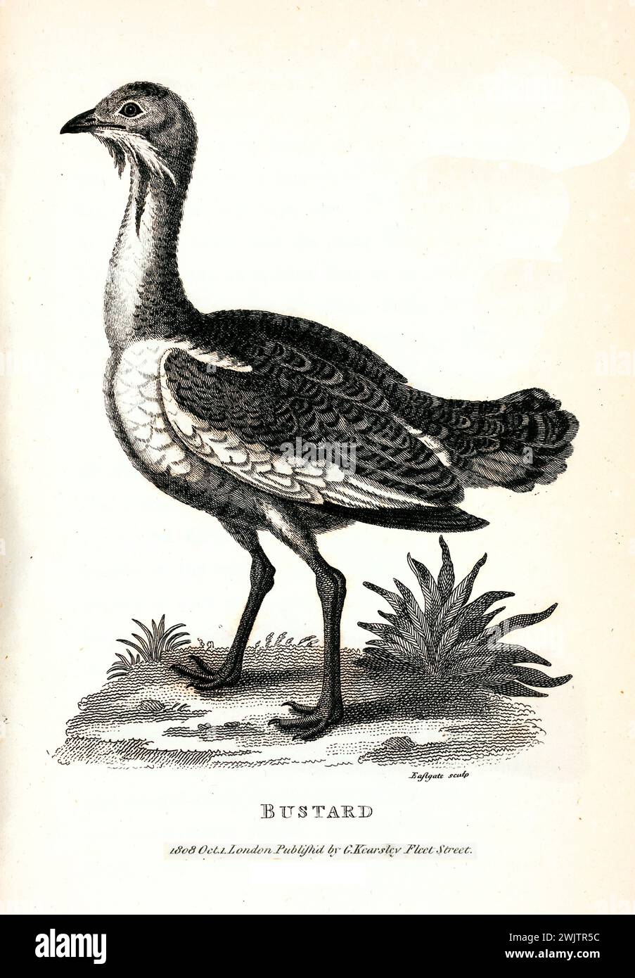 Engraved portrait of a bustard (Otis tarda) in profile with distinctive ...
