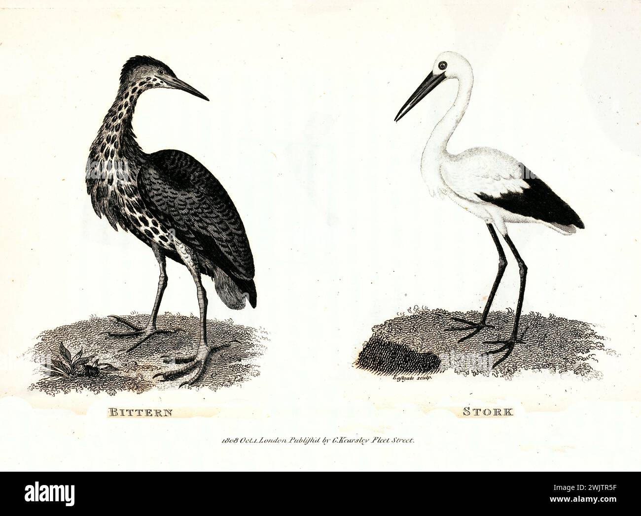 Bird side profile engraved hi-res stock photography and images - Alamy