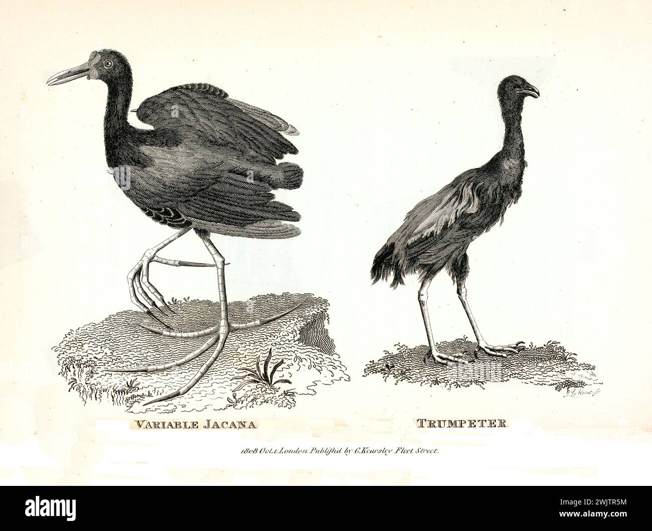 Engraved bird duo hi-res stock photography and images - Alamy