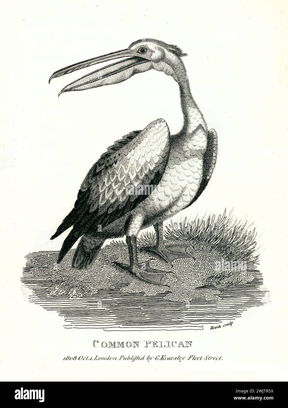 American white pelican engraving hi-res stock photography and images ...