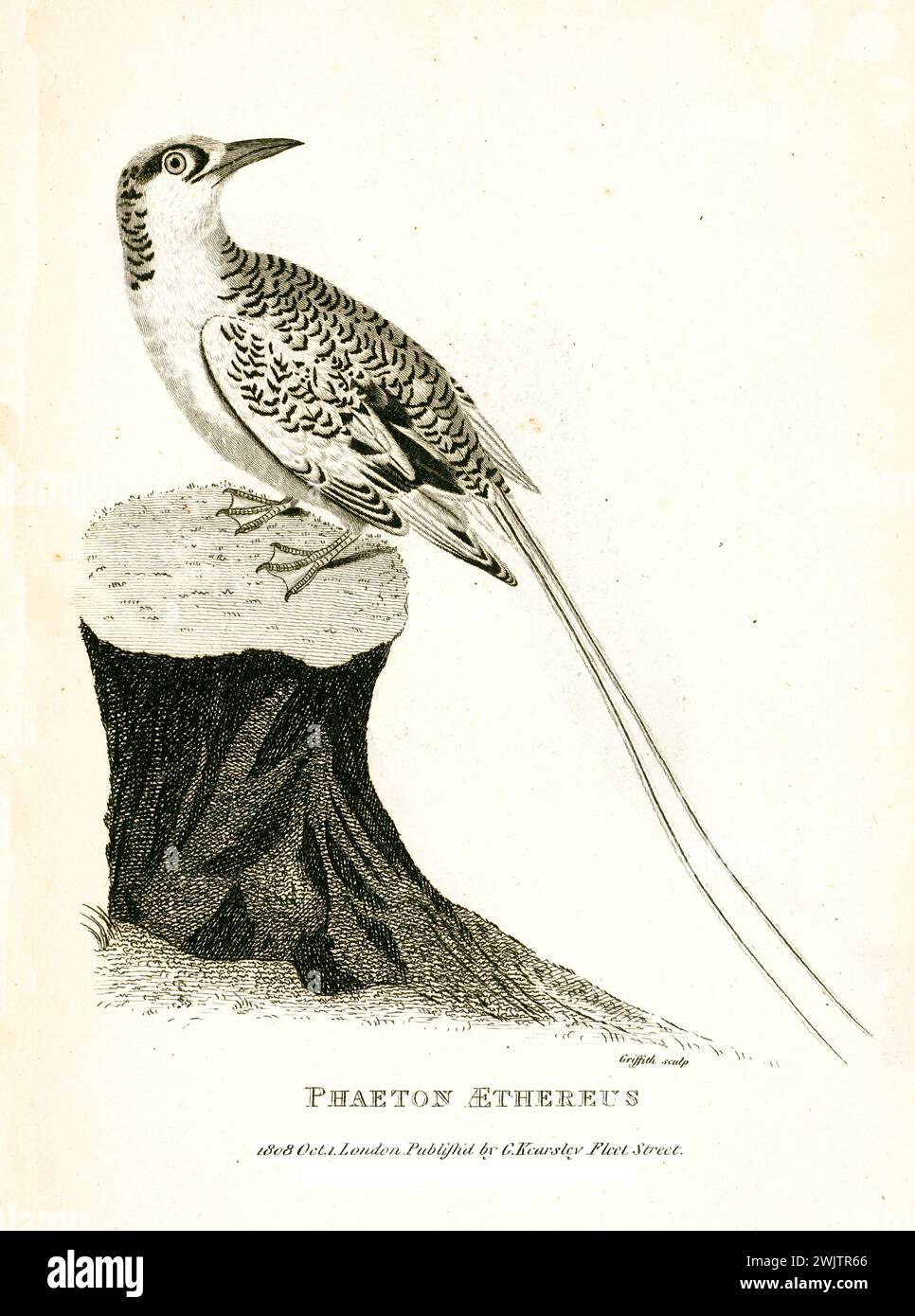 Old engraved illustration of Phaeton Aethereus. Created by George Shaw ...