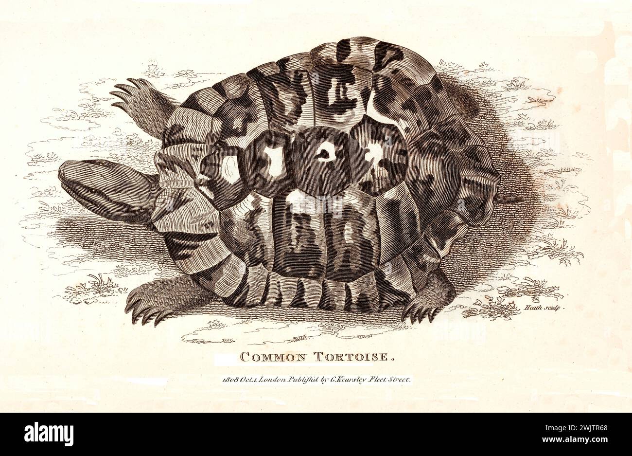 Top view of Common Tortoise, engraved by George Shaw and published in ...