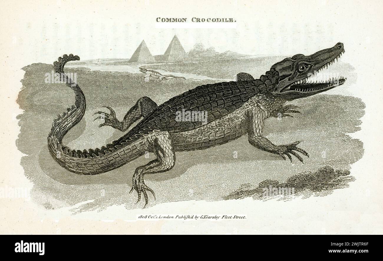 Old engraved illustration of Common Crocodile. Created by George Shaw ... Old engraved illustration of Common Crocodile. Created by George Shaw ...