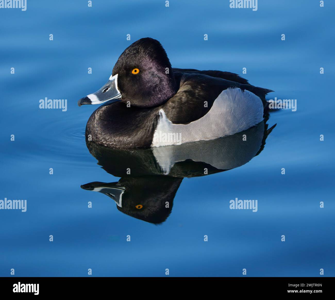 A male ring-necked duck gracefully swimming on a tranquil blue water ...