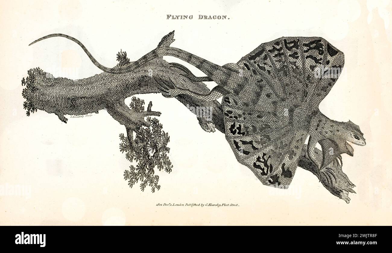 Draco volans lizard flying hi-res stock photography and images - Alamy