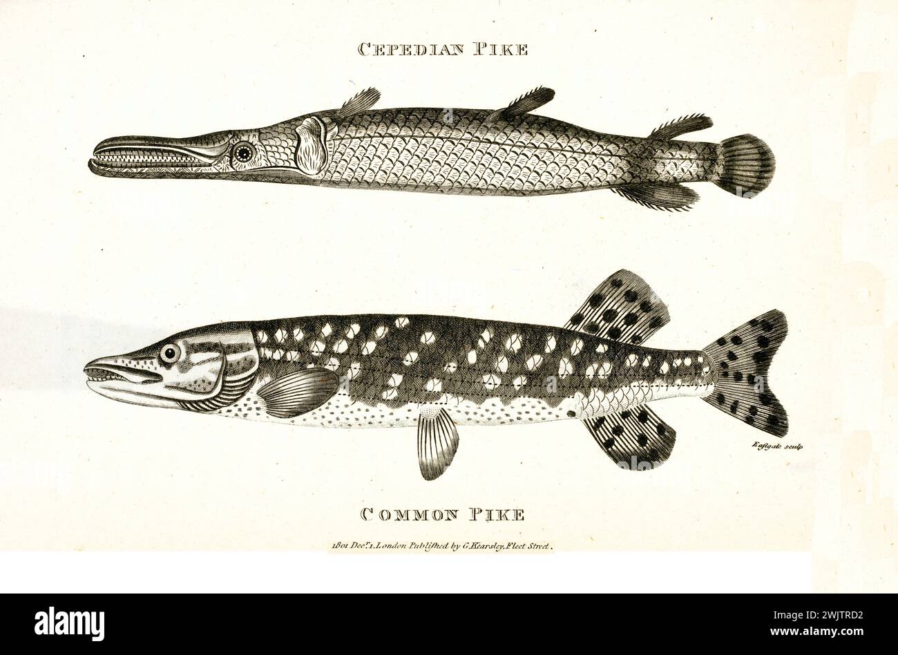 Coastal species of fish hi-res stock photography and images - Alamy