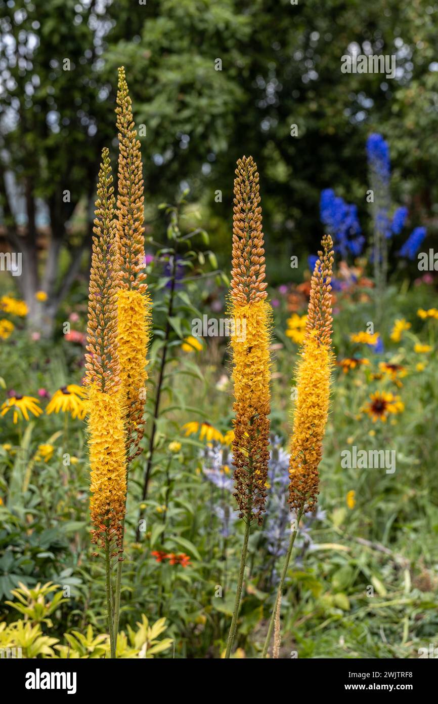 Eremurus Cleopatra Foxtail Lily in flowers garden Stock Photo - Alamy