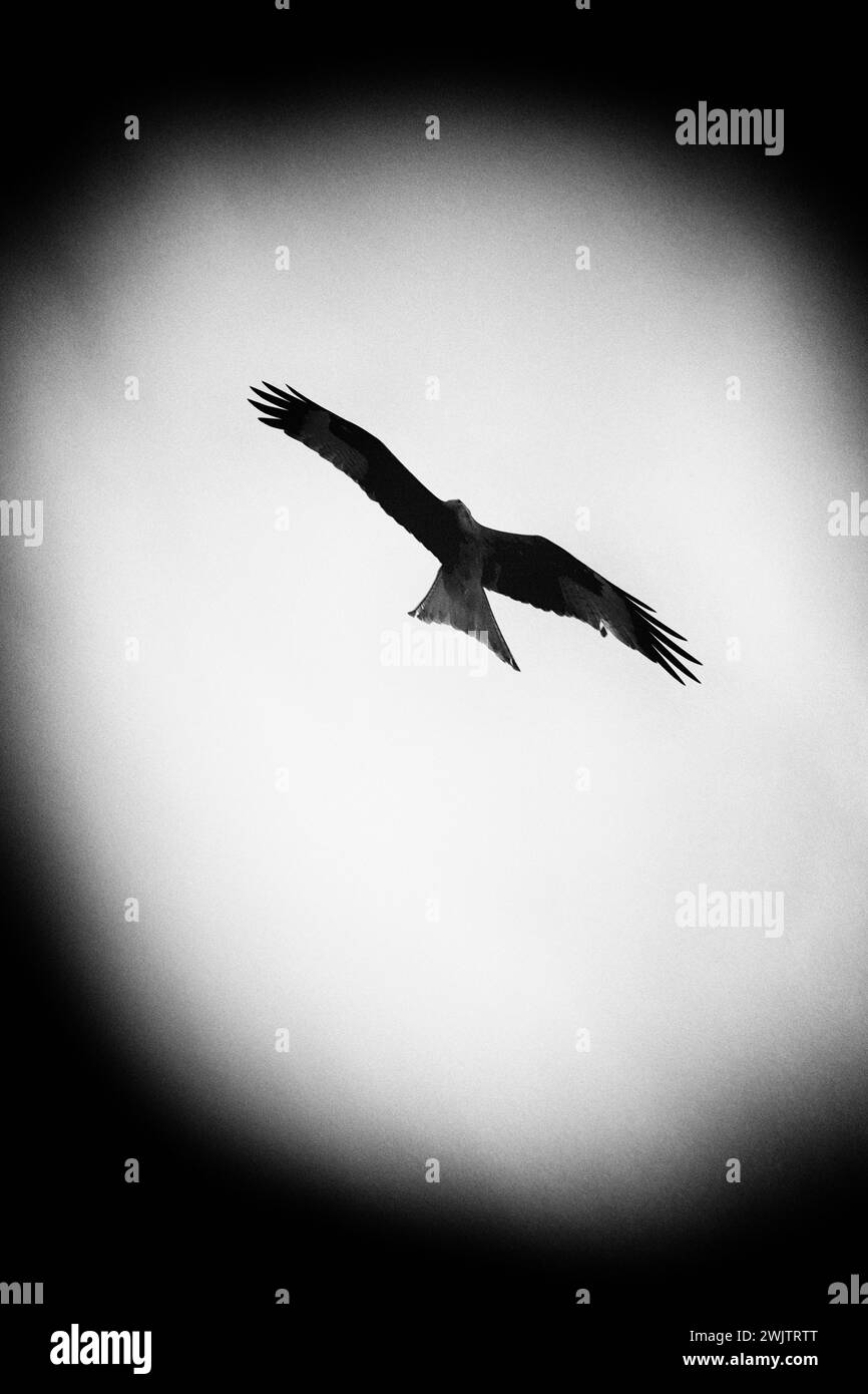 Fine prey Black and White Stock Photos & Images - Alamy