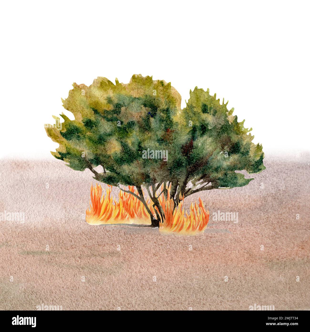 Australian bushfire composition. Green tree burning with fire flames ...
