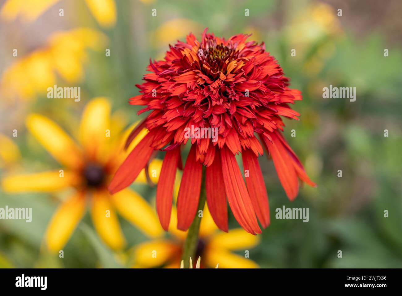 Eremurus Cleopatra Foxtail Lily in flowers garden Stock Photo - Alamy