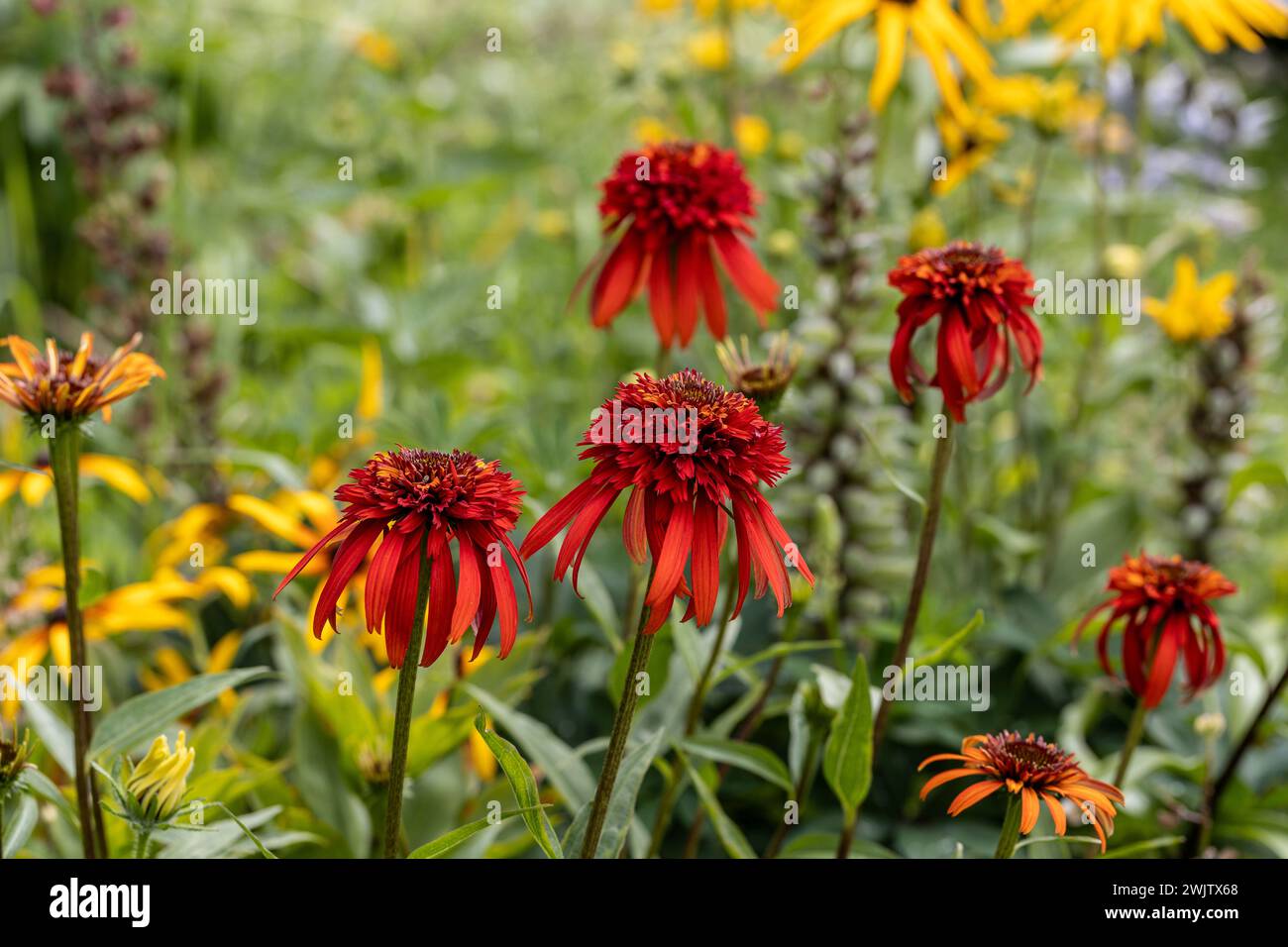 Eremurus Cleopatra Foxtail Lily in flowers garden Stock Photo - Alamy