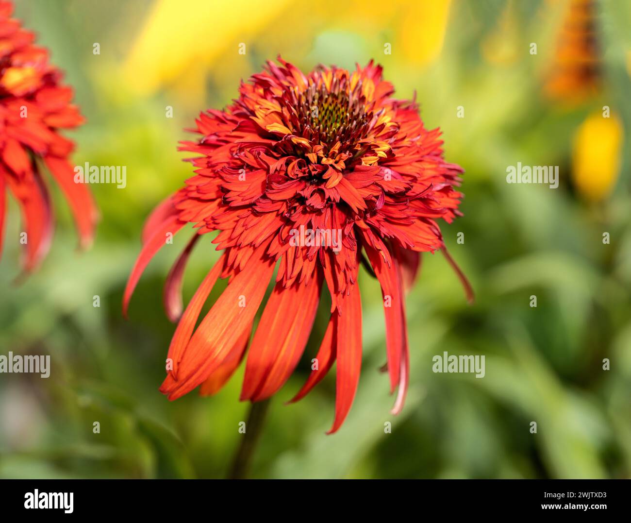 Isabellinus ‘cleopatra’ hi-res stock photography and images - Alamy