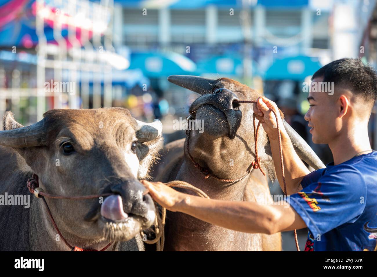 Buffalo wing festival hi-res stock photography and images - Alamy