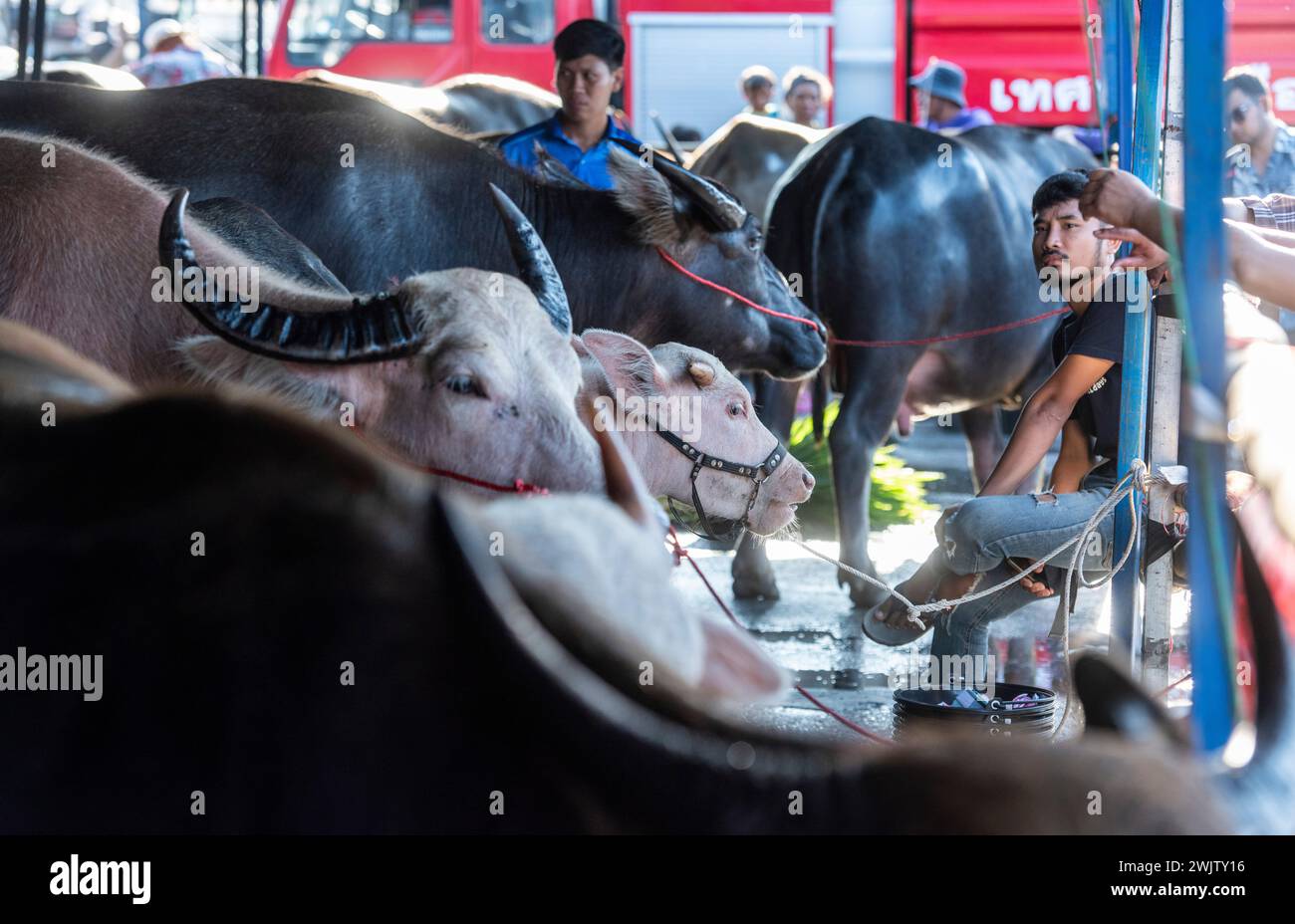 Buffalo wing festival hi-res stock photography and images - Alamy