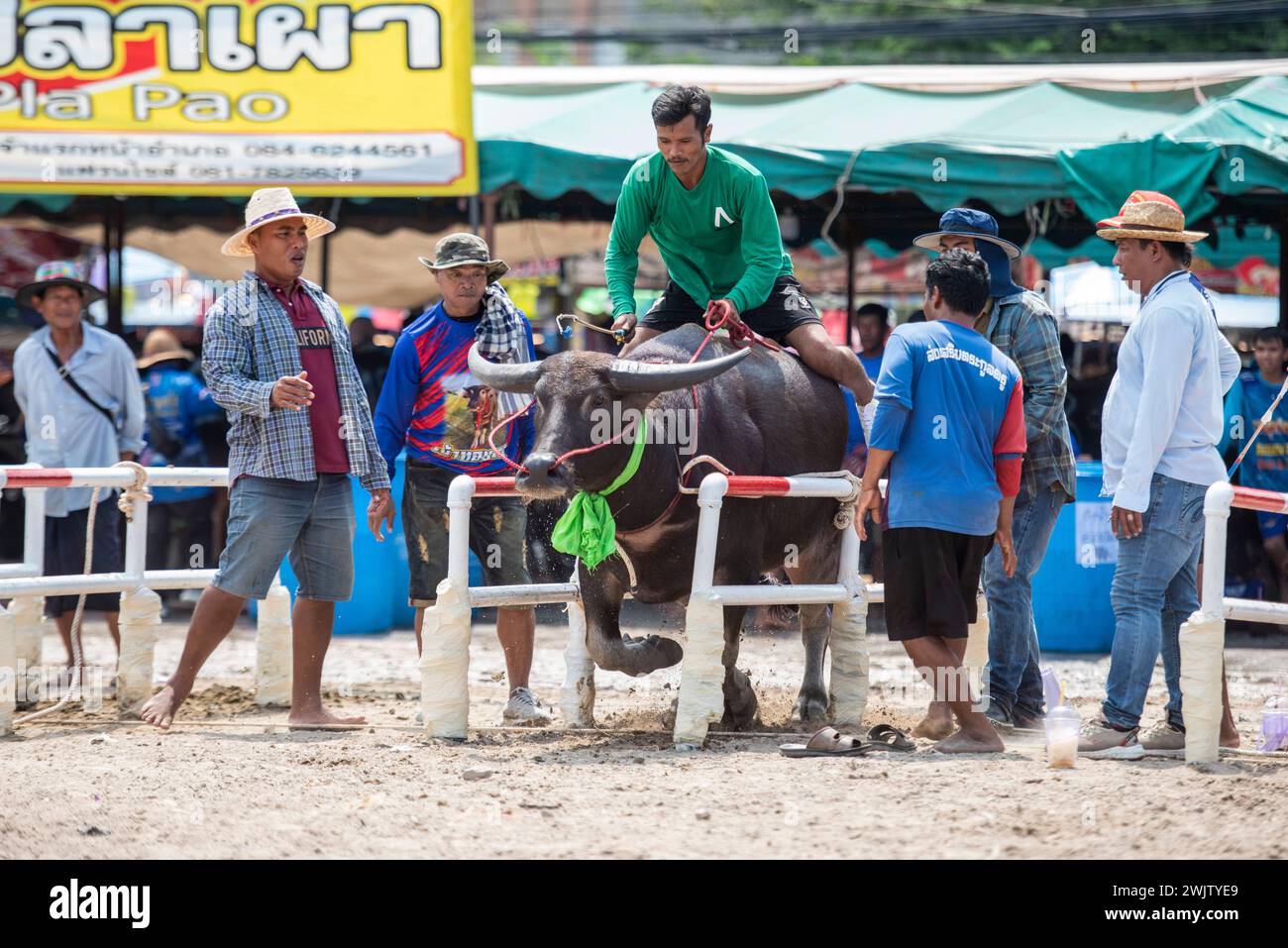 Farmer with his Race Buffalo at Start of Buffalo Race Festival or Wing ...