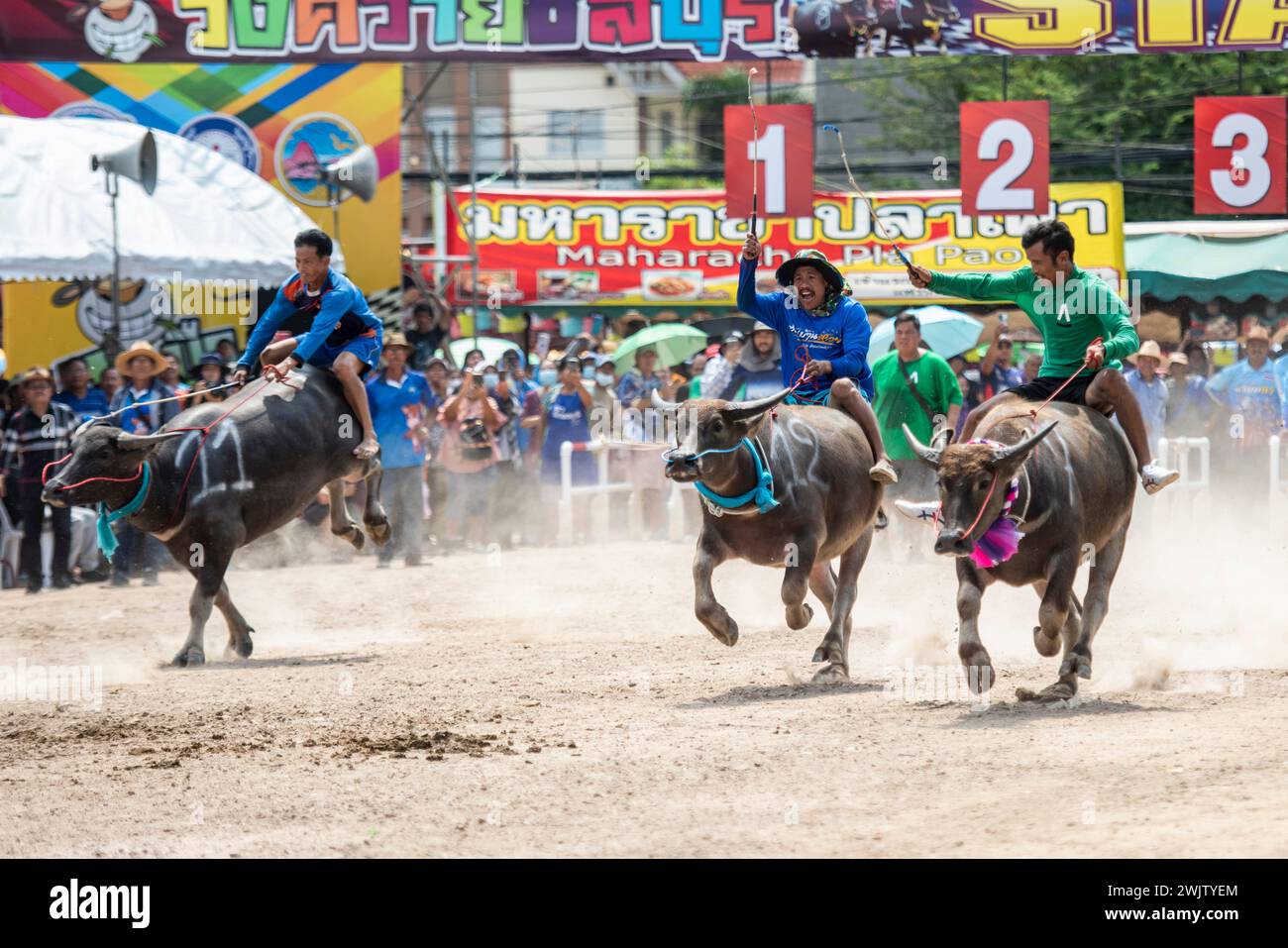 Farmer with his Race Buffalo at Start of Buffalo Race Festival or Wing ...