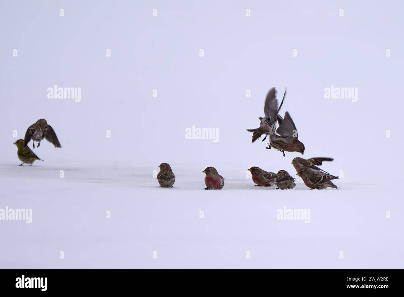 Small birds on ice Stock Photo - Alamy