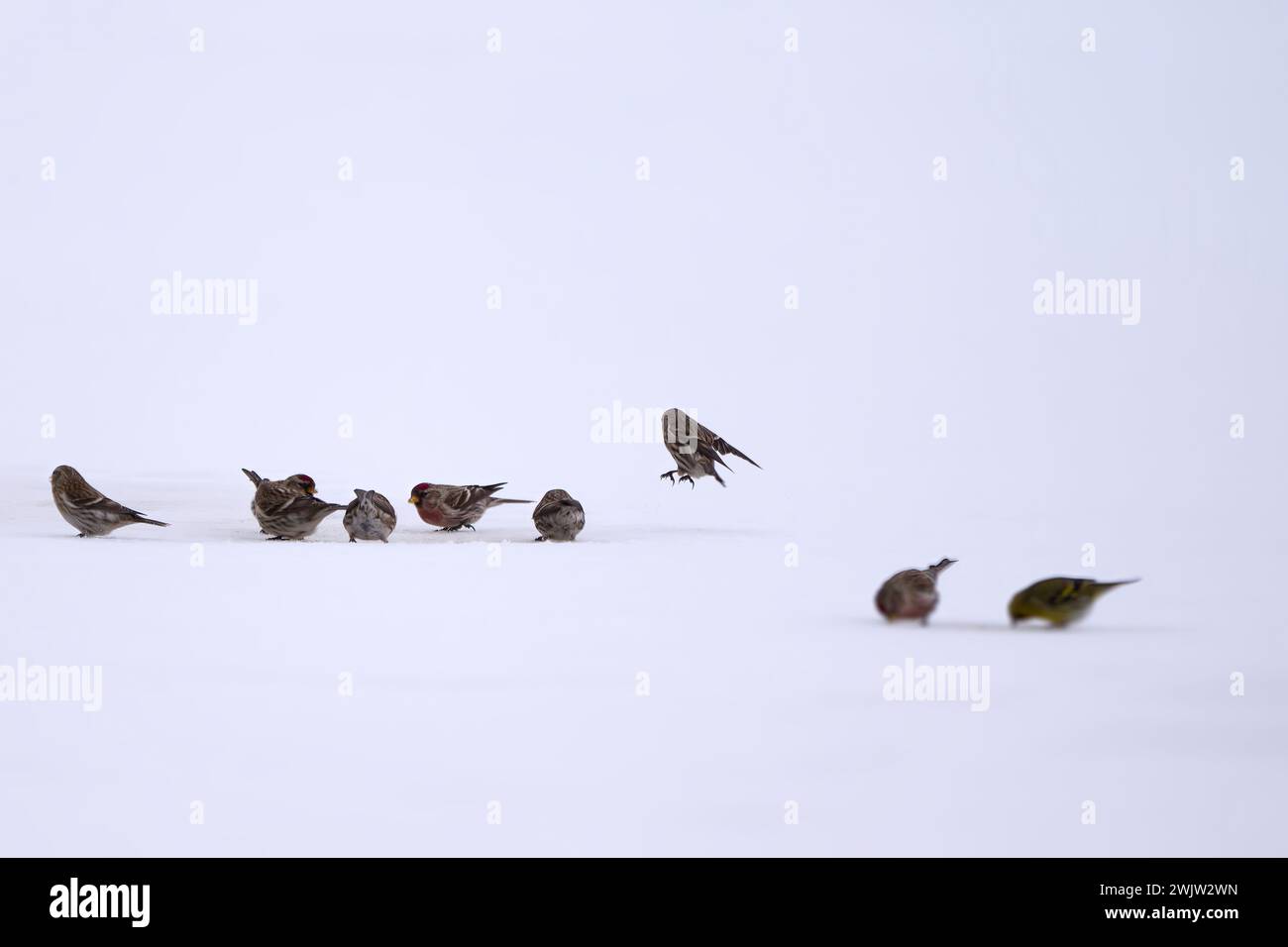 The ice birds hi-res stock photography and images - Alamy