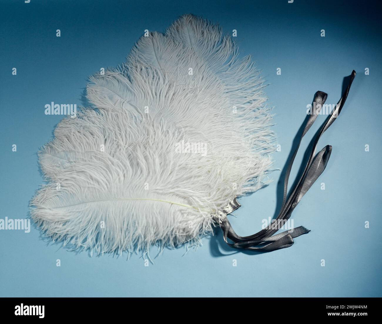 Plume autruche blanche hi-res stock photography and images - Alamy