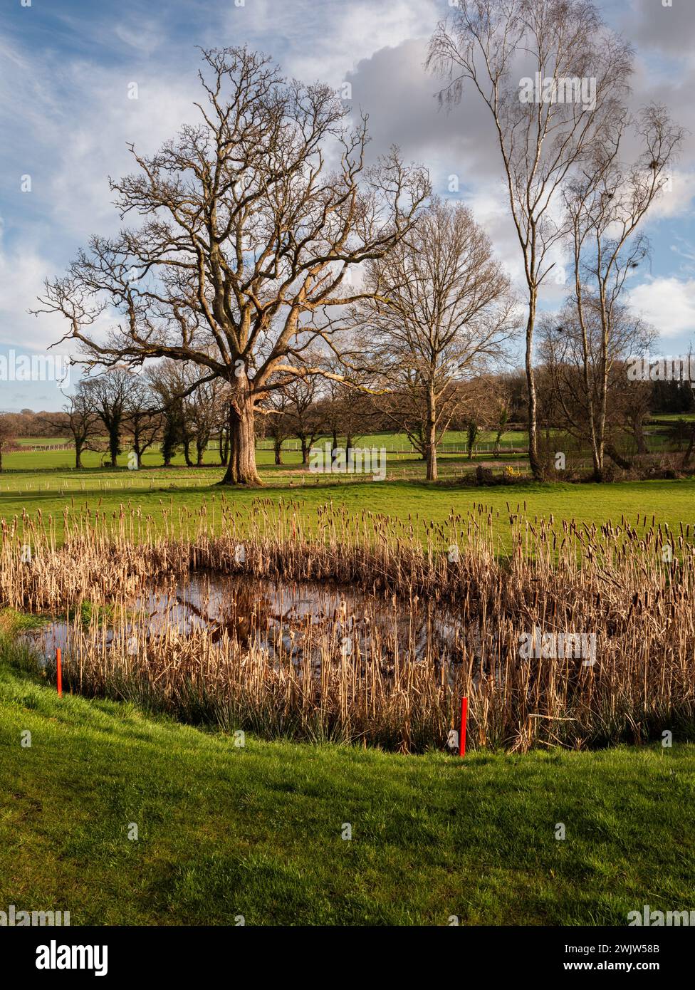 Copse of leafless trees in February at Stover, Devon, England Stock ...