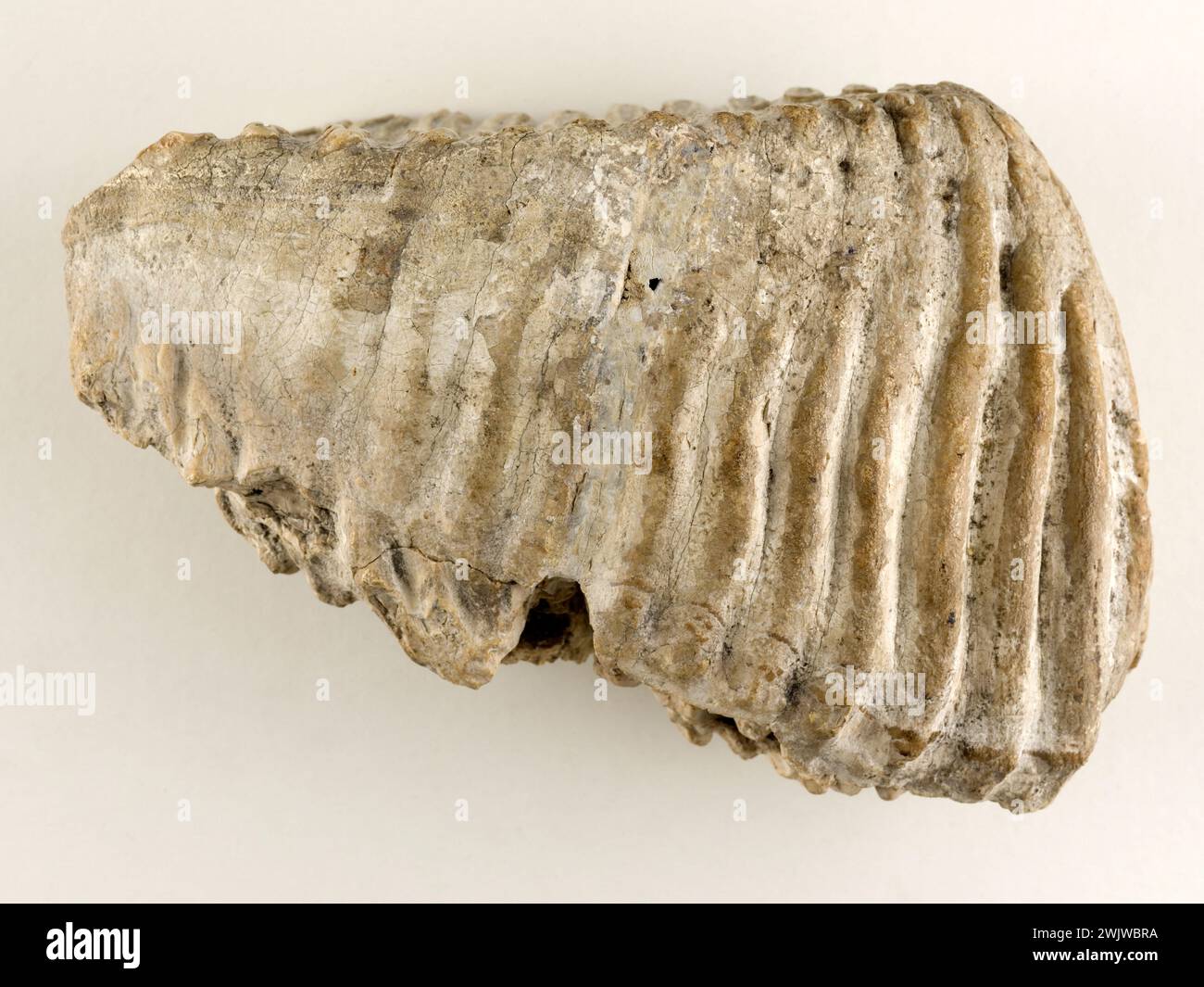 Mammoth molar. Paleolithic. Paris, Carnavalet museum. Prehistoric ...