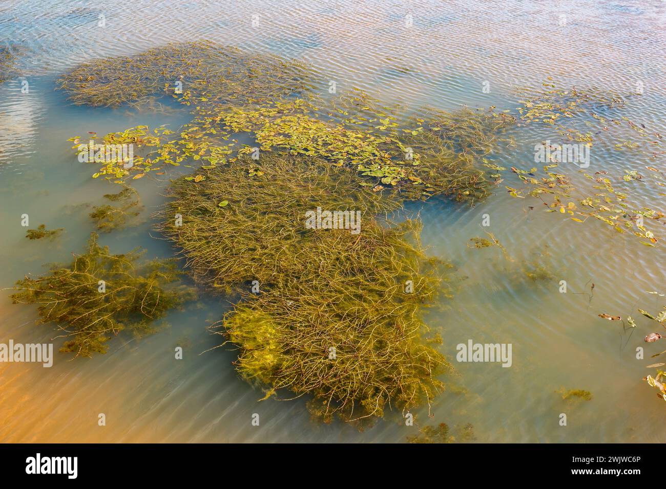 Colorful view of green algae floating in shallow water, light ripples ...