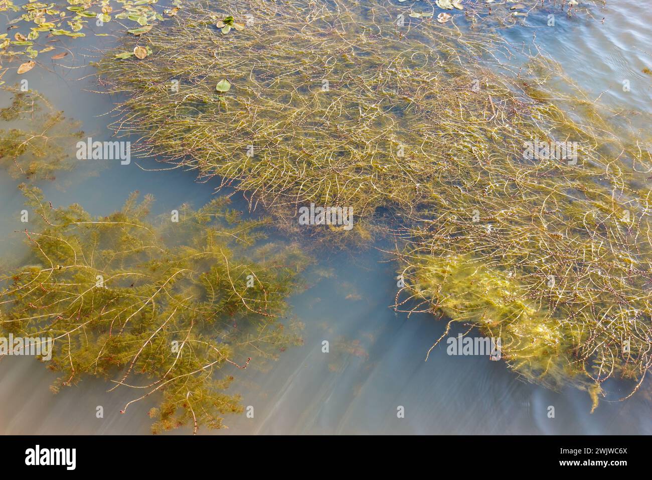 Colorful view of green algae floating in shallow water, light ripples ...