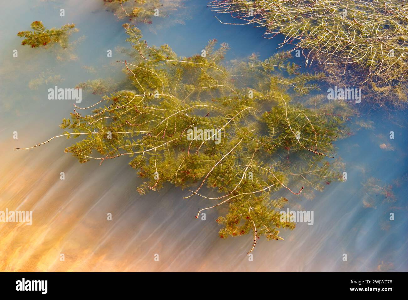 Colorful view of green algae floating in shallow water, light ripples ...