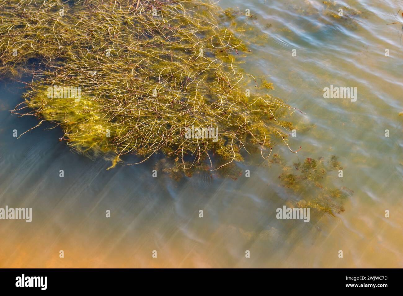 Colorful view of green algae floating in shallow water, light ripples ...