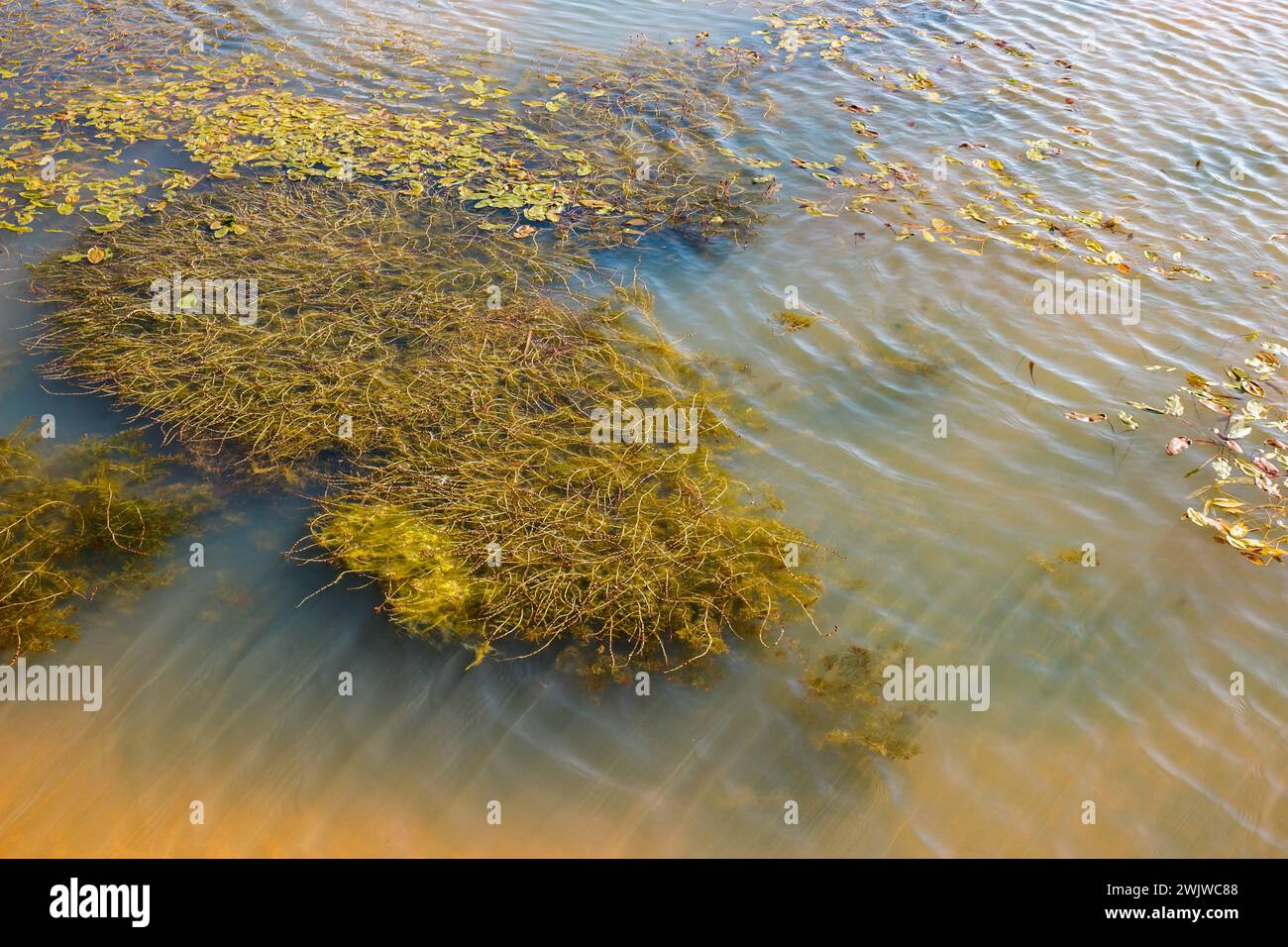 Colorful view of green algae floating in shallow water, light ripples ...