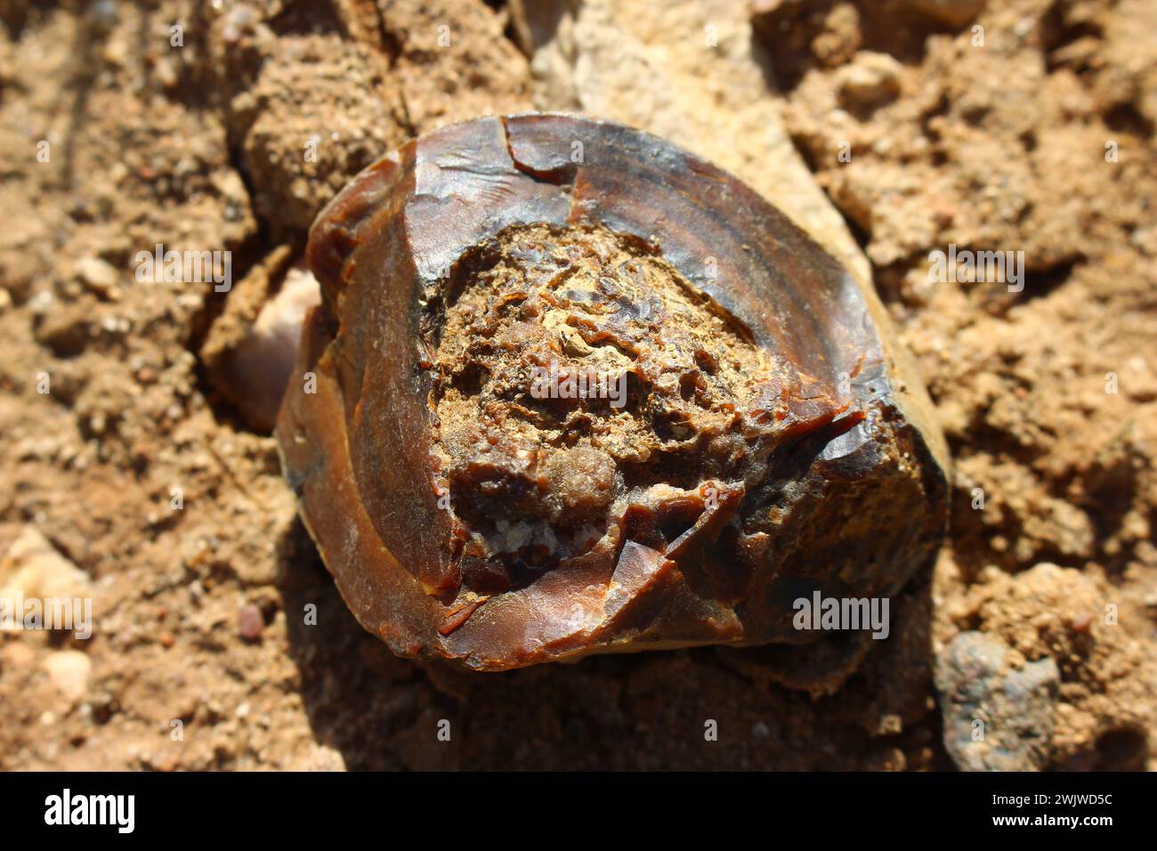 Sand concretion hi-res stock photography and images - Alamy