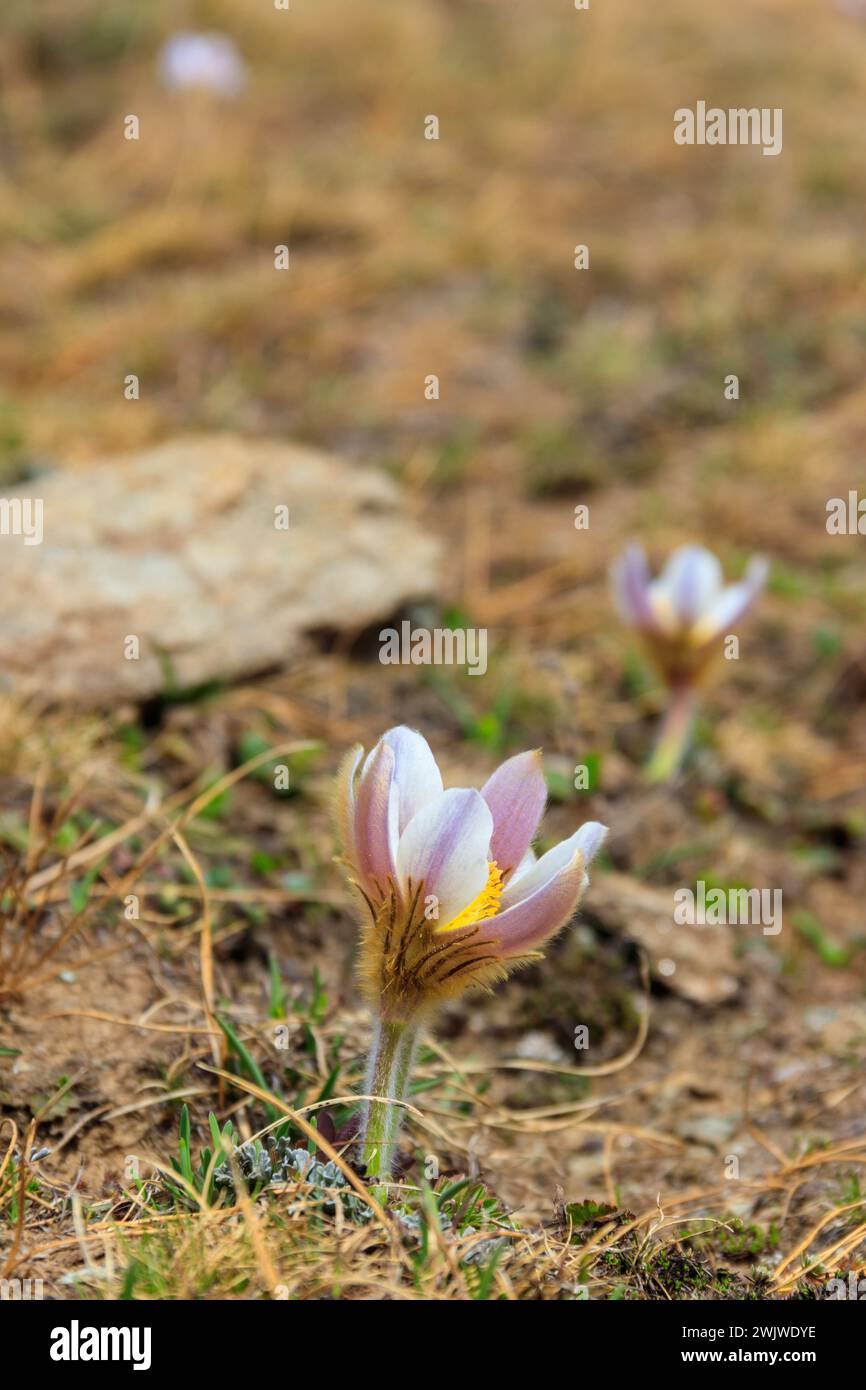 Eastern pasqueflower (Pulsatilla patens), also known as prairie crocus ...