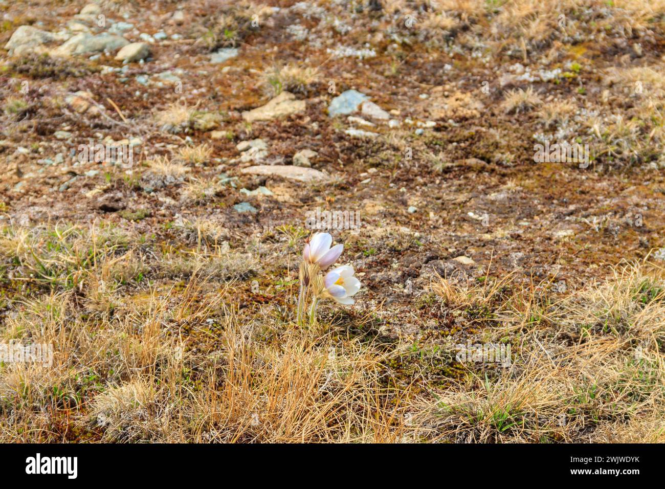 Eastern pasqueflower (Pulsatilla patens), also known as prairie crocus ...