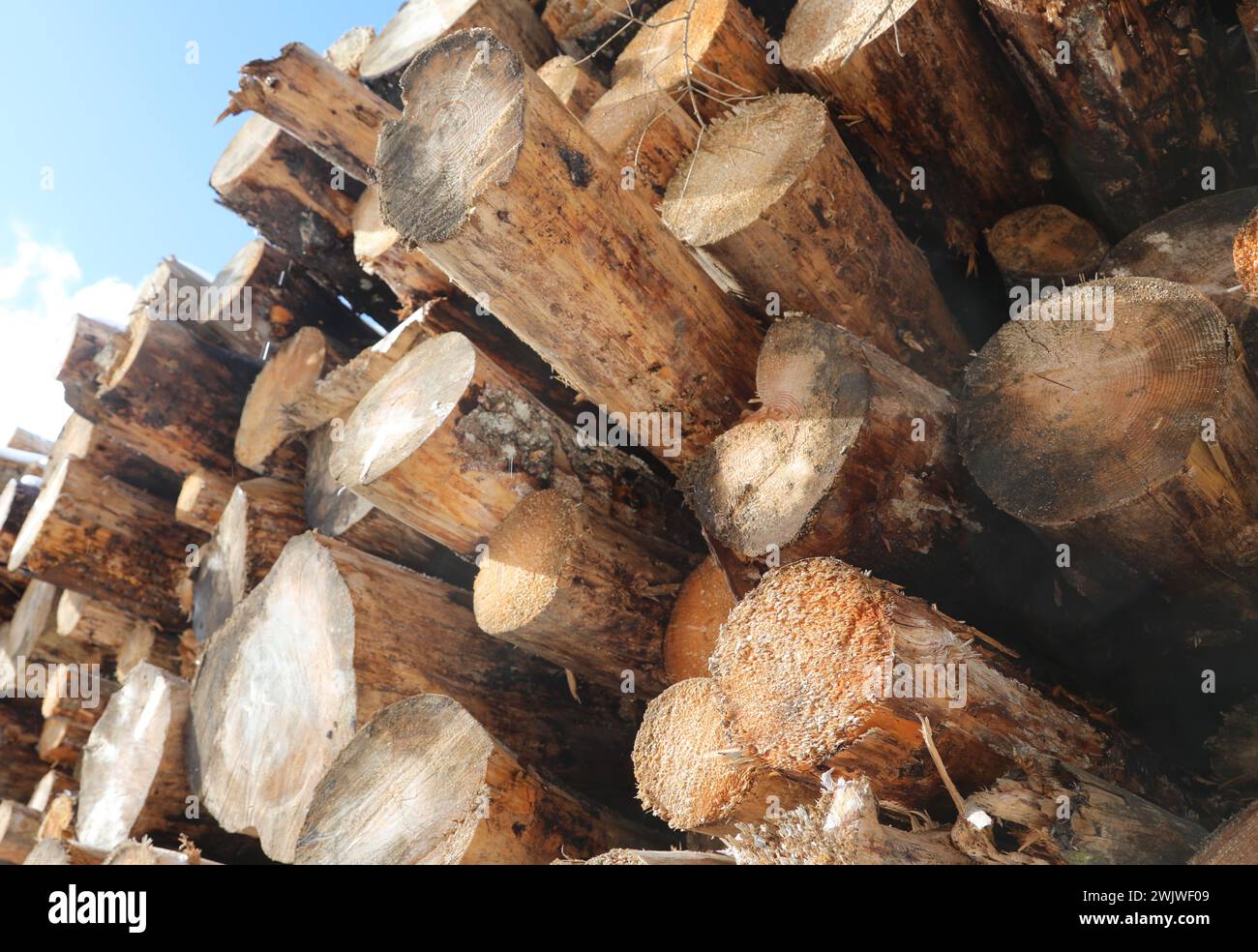 background of many cut logs ready to be sawn and processed in sawmill ...