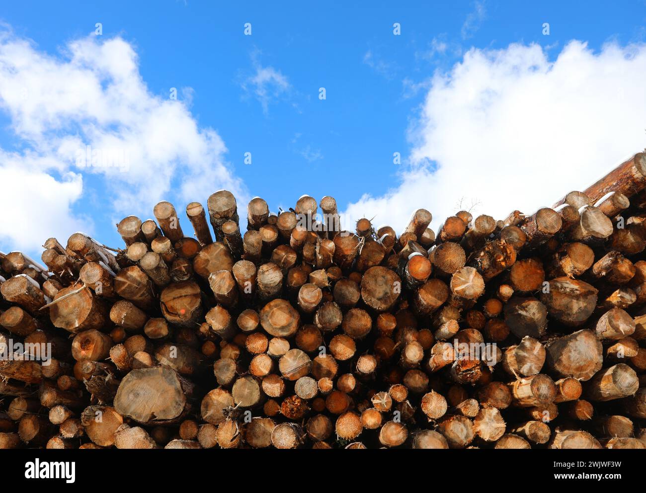 cut logs stacked in a high pile ready to be sawn and processed in ...