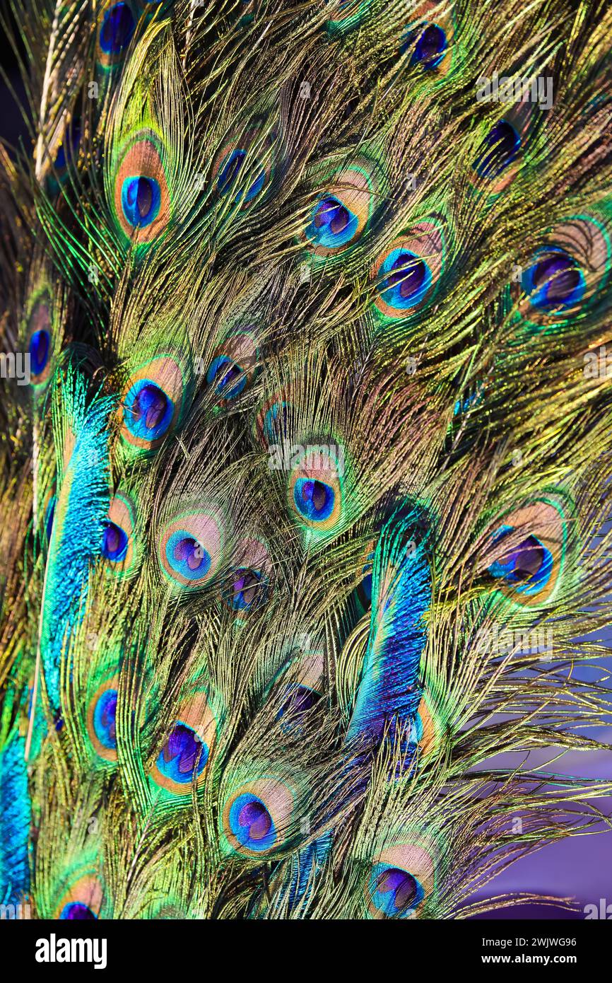 What Flower Is A Symbol Of Vanity at Aaron Battye blog