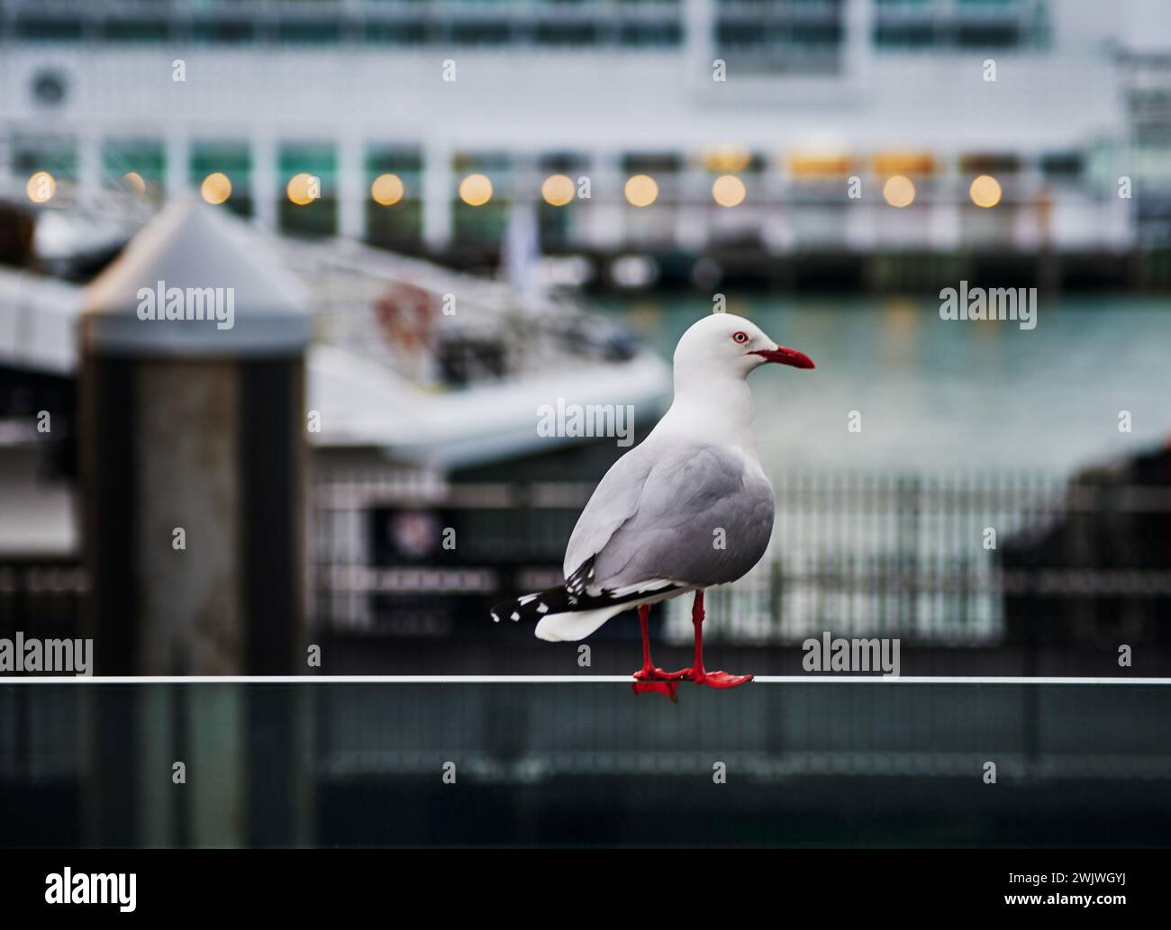 Auckland island and bird hi-res stock photography and images - Alamy