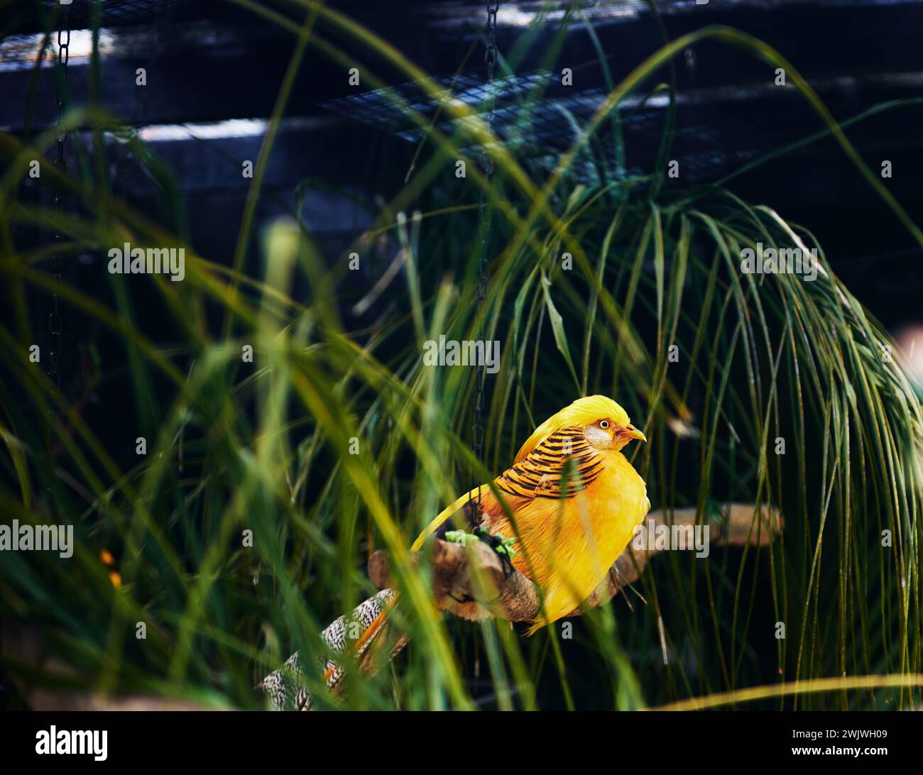 Golden Pheasant bird Stock Photo - Alamy