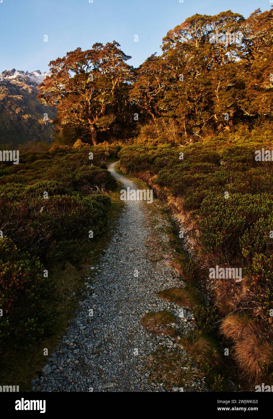 Routeburn Track trail near McKenzie Hut, Fjiordland National Park ...