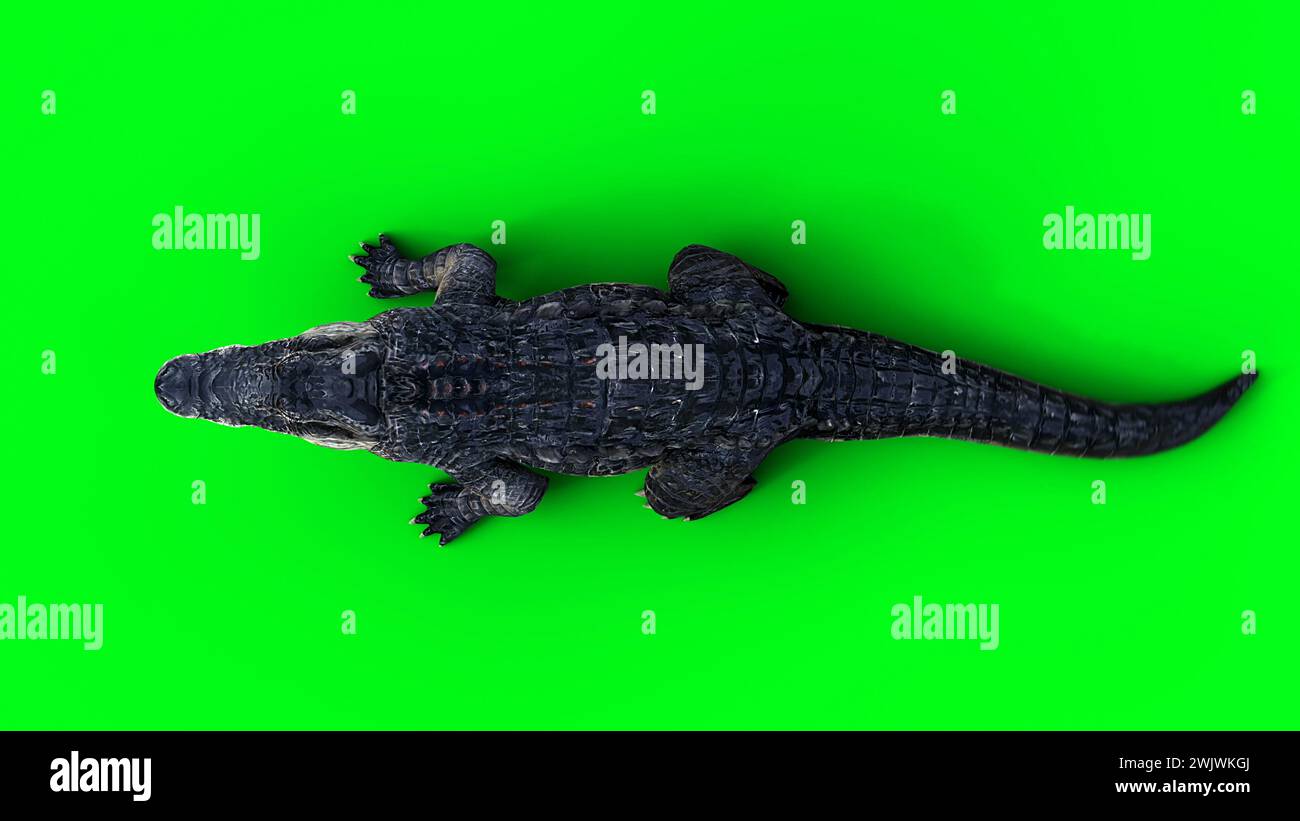 Idle aggressive crocodile, alligator, reptile. 3d rendering Stock Photo ...