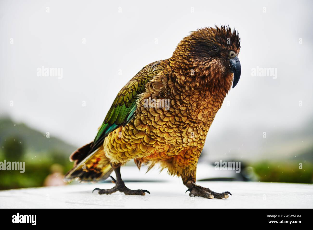The Kea, an alpine parrot in Fjordland National Park, South Island, New ...