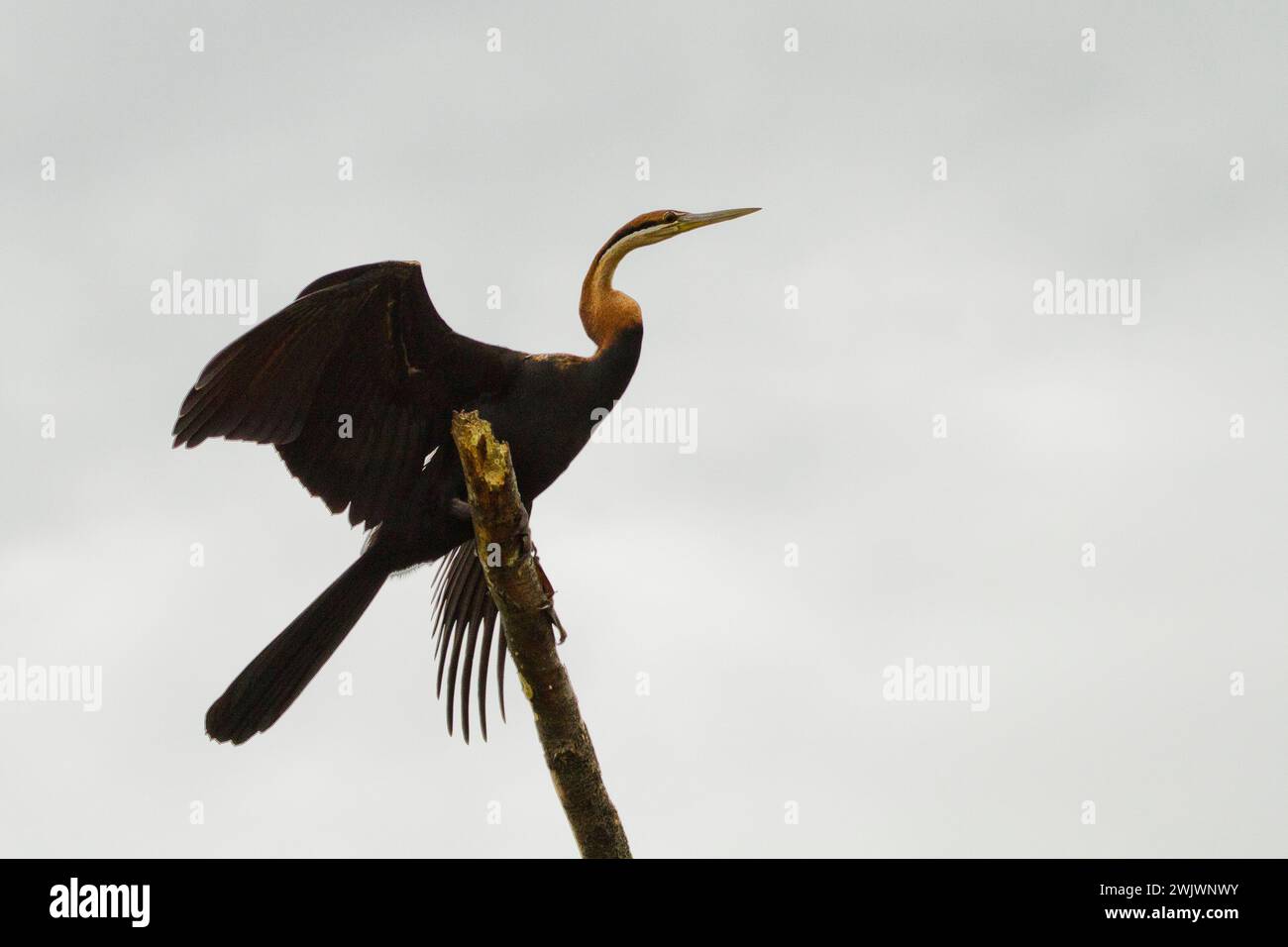 African darter (Anhinga rufa), sometimes called the snakebird Stock ...