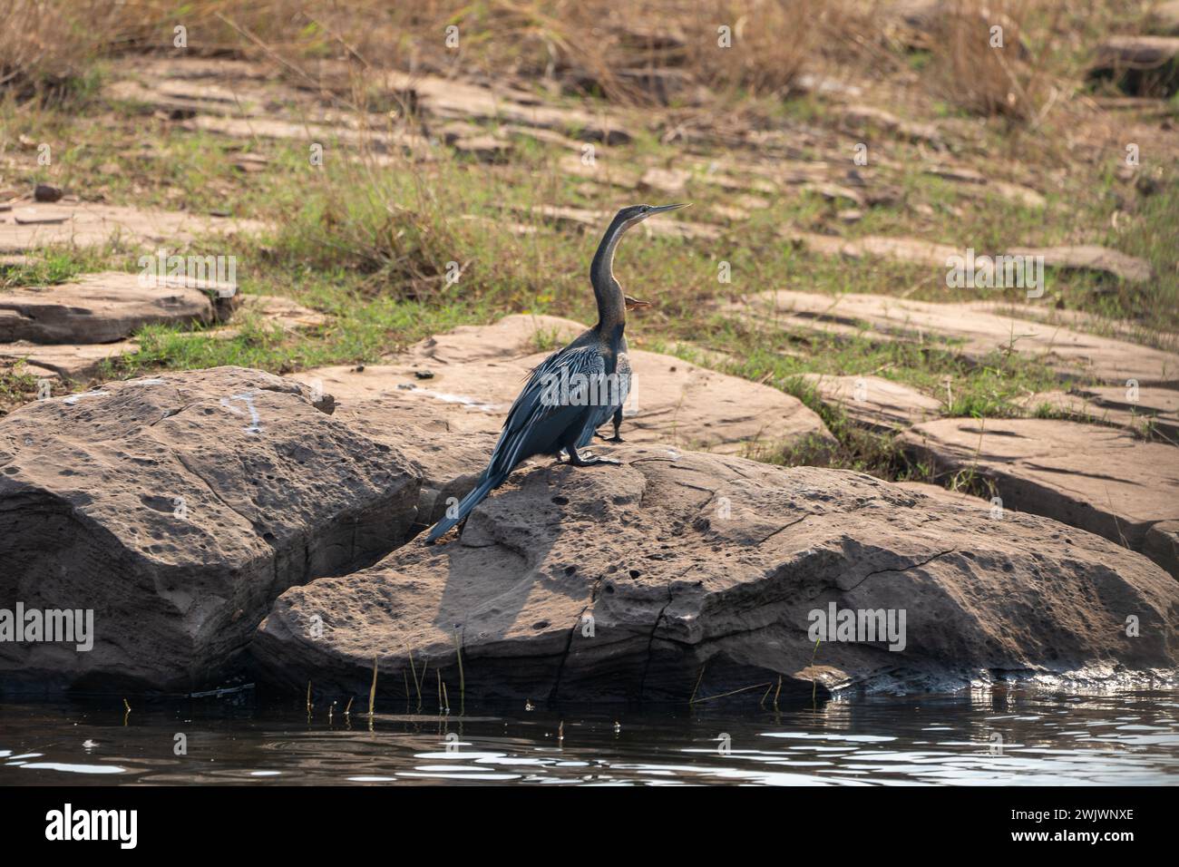 African darter (Anhinga rufa), sometimes called the snakebird Stock ...