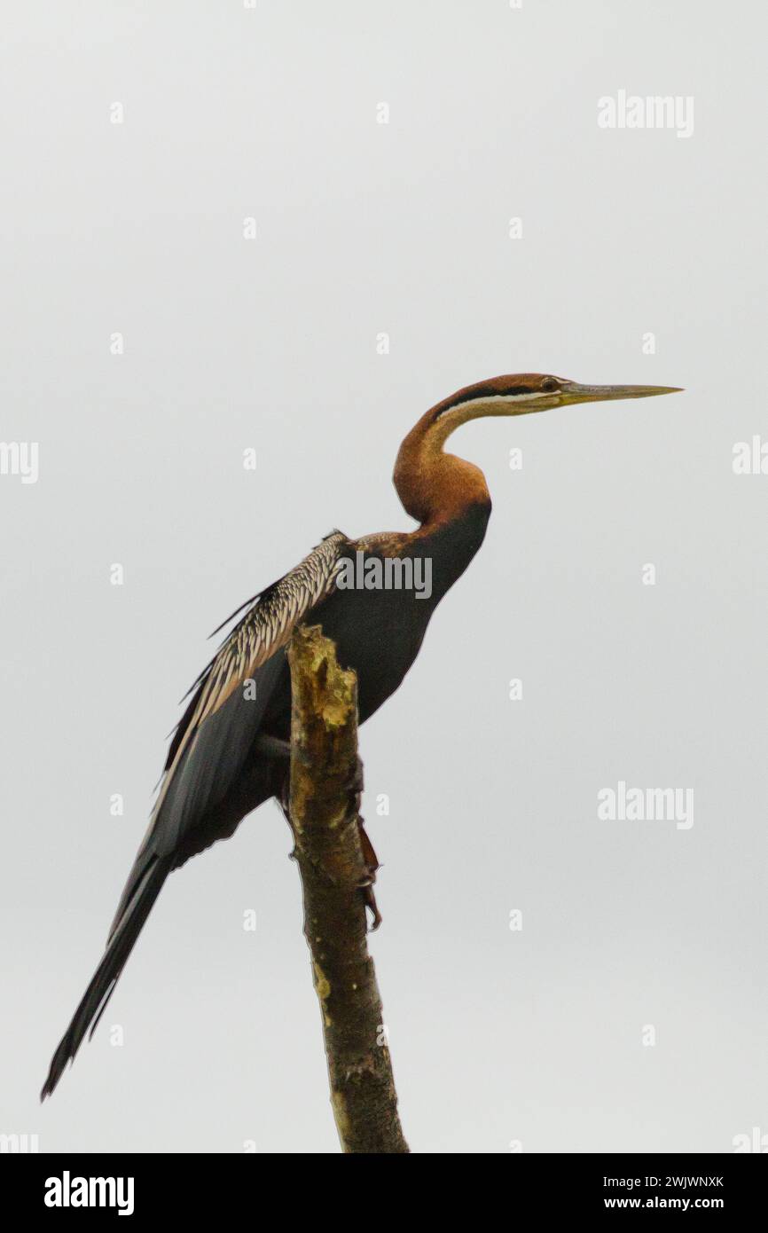 African anhinga hi-res stock photography and images - Alamy