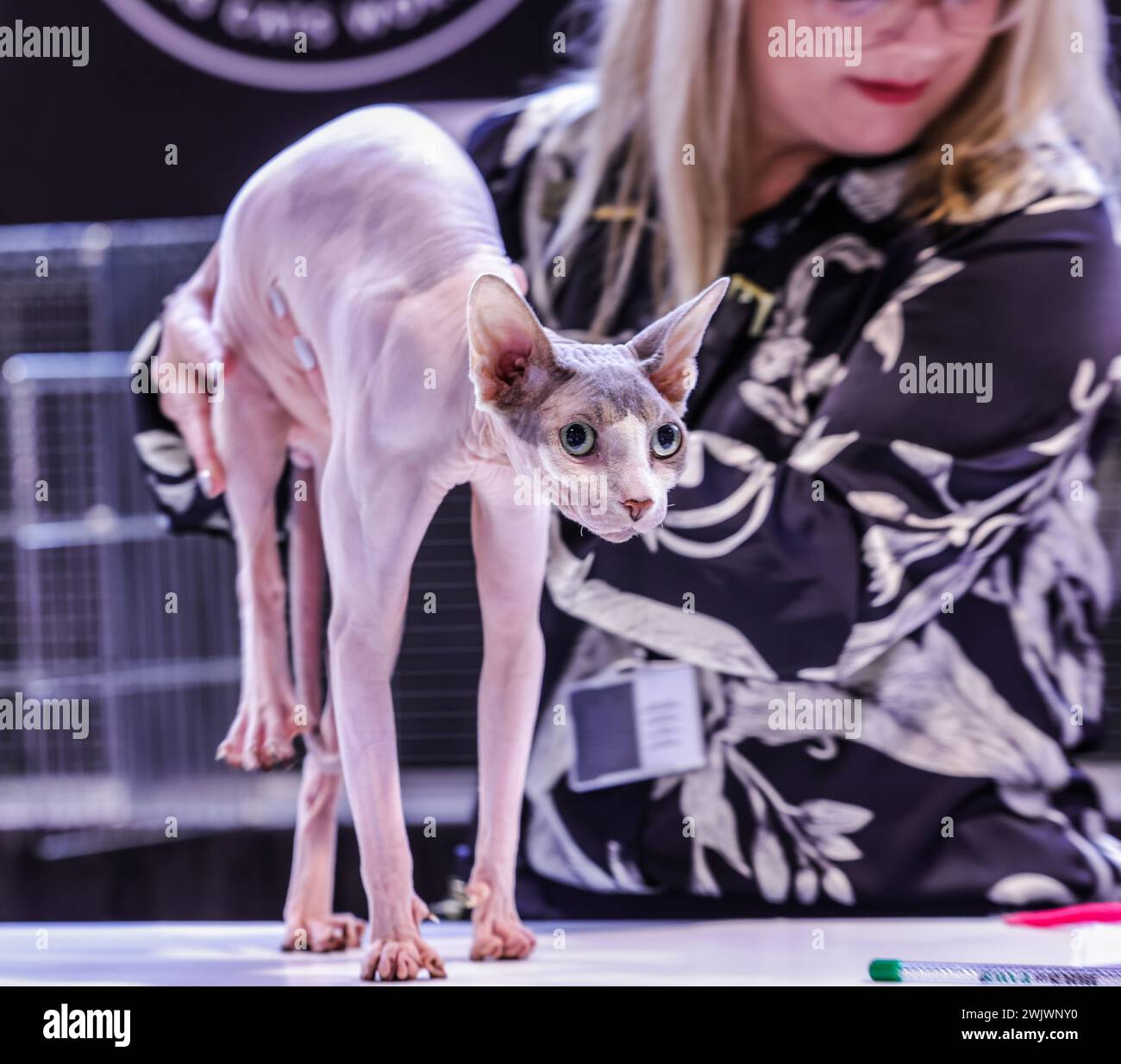 Olympia London 17 Feb 2024 Sphynx cat at a puurfect week end about ...
