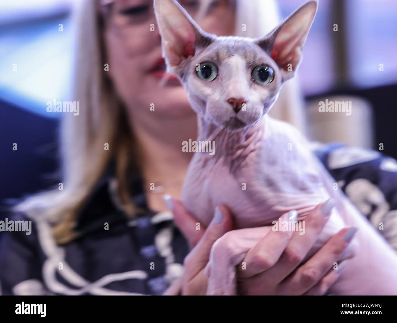 Olympia London 17 Feb 2024 Sphynx cat at a puurfect week end about ...