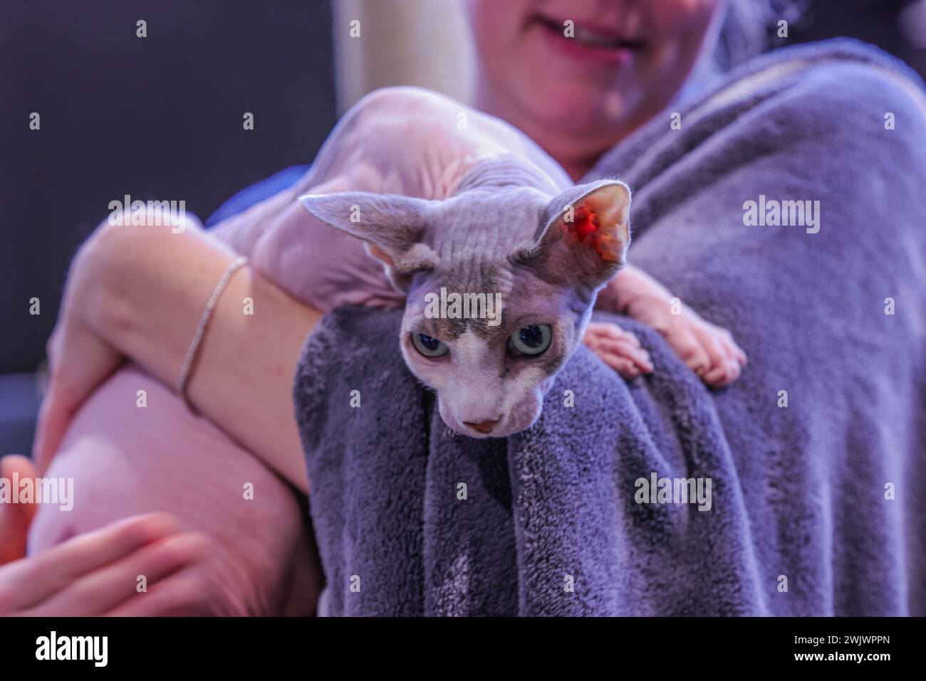 Olympia London 17 Feb 2024 Sphynx cat at a puurfect week end about ...