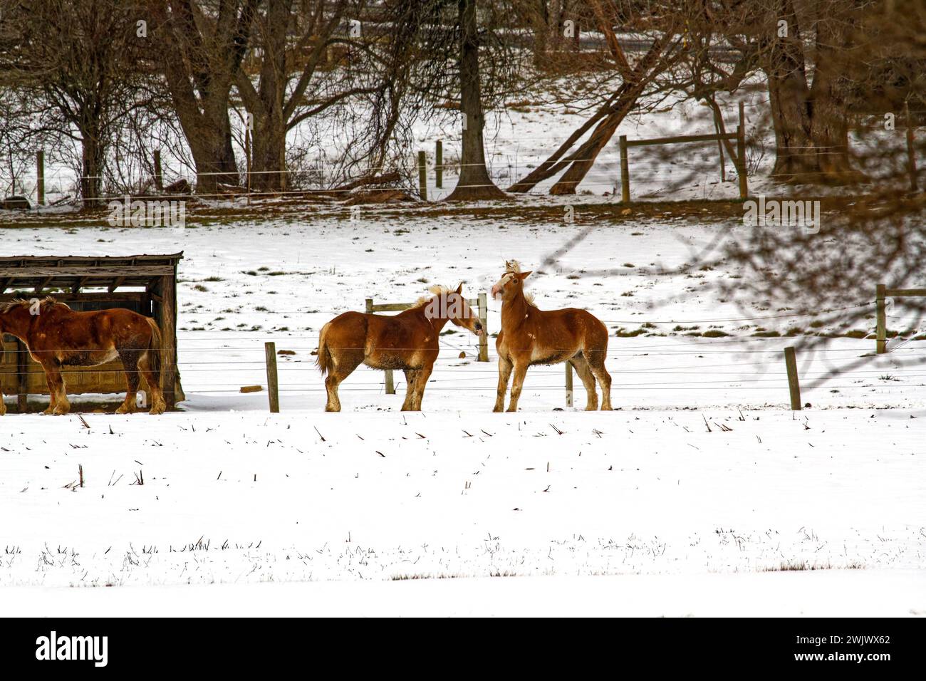 3 horses in field, dirty fur, snow, farm scene, landscape, domestic ...