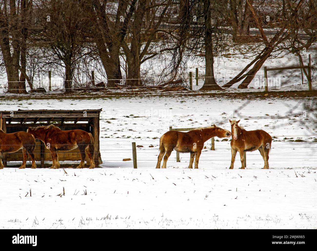 4 horses in field, dirty fur, snow, farm scene, landscape, domestic ...
